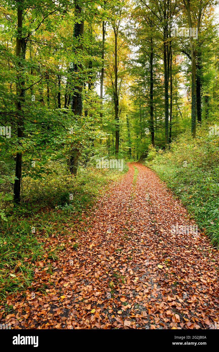 Chemin multicolore Banque de photographies et d’images à haute ...