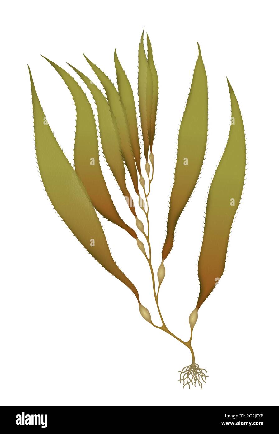 Varech d'aquarium Banque de photographies et d’images à haute ...