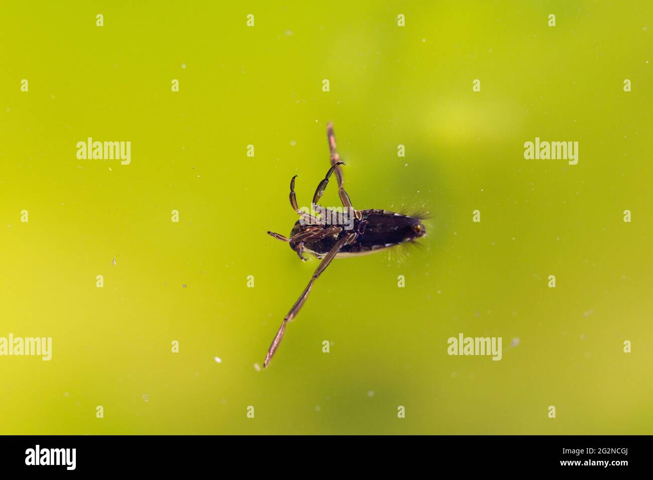Insecte aquatique Banque de photographies et d’images à haute ...