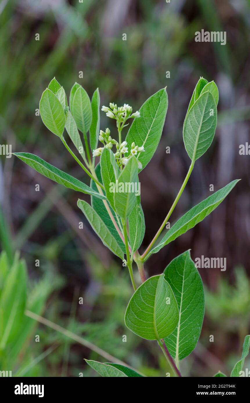 Chanvre dogbane Banque de photographies et d’images à haute résolution ...