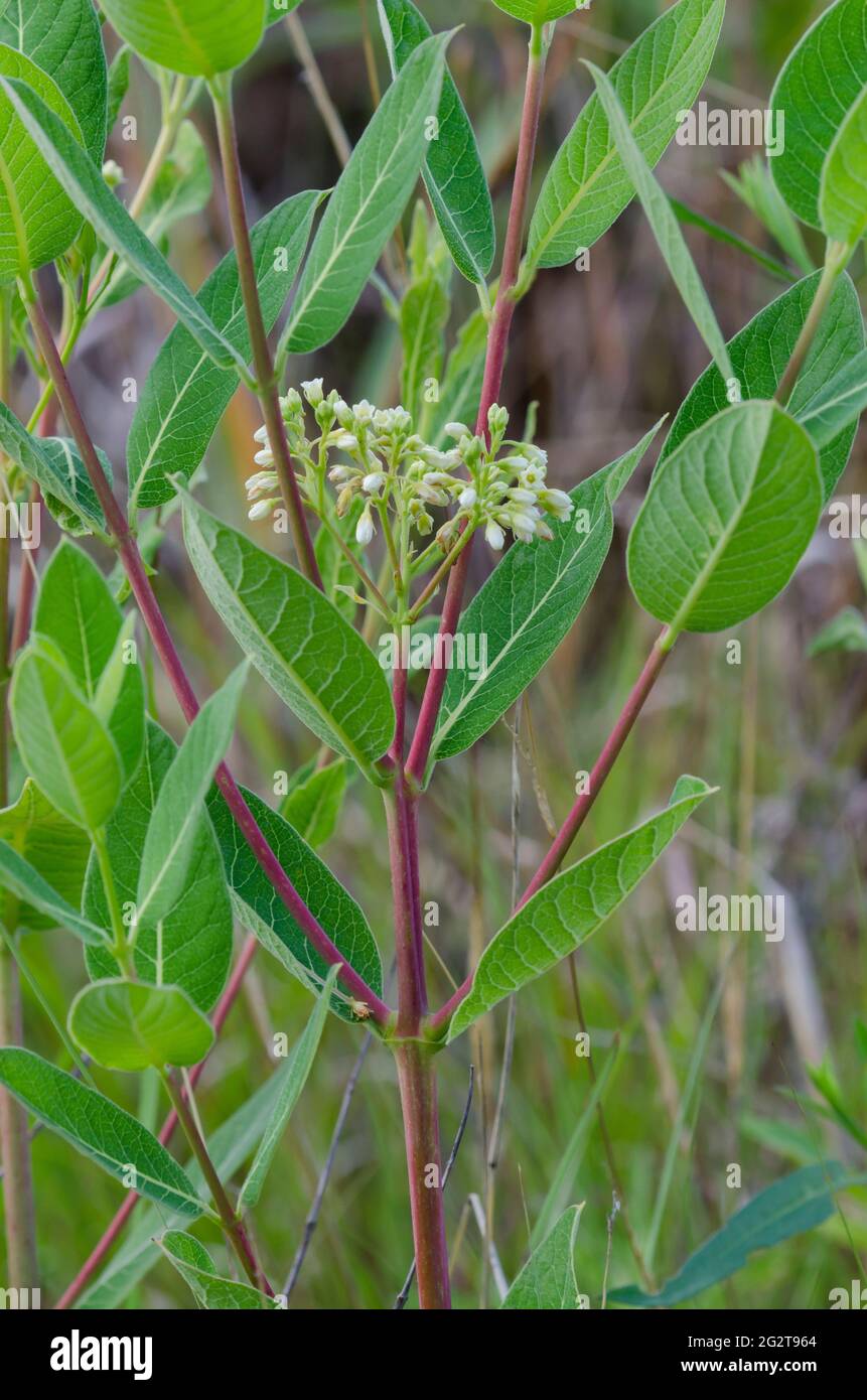 Chanvre dogbane Banque de photographies et d’images à haute résolution ...