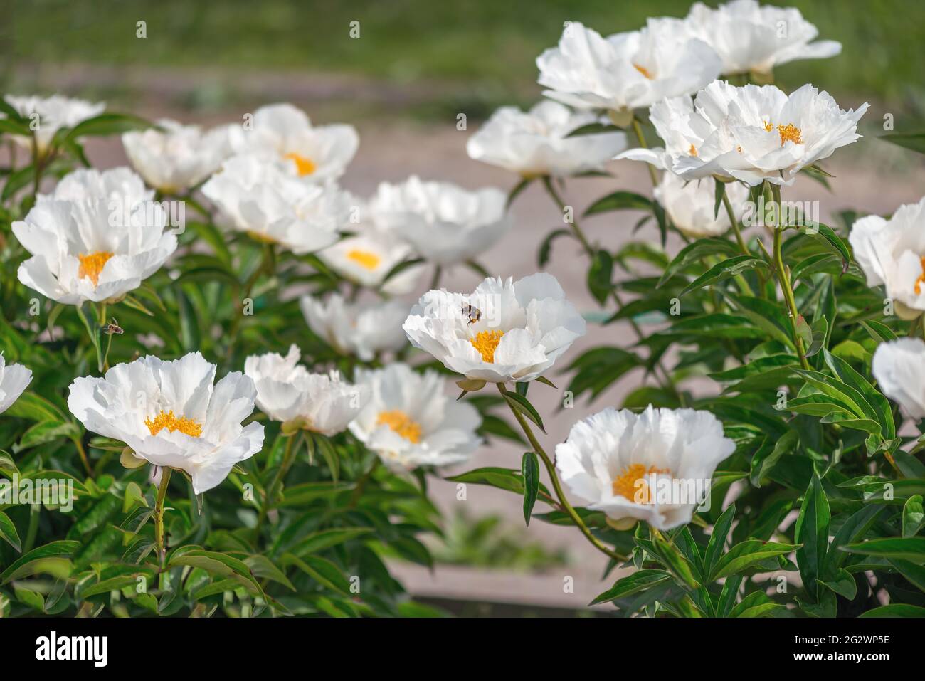 Calice de fleurs Banque de photographies et d’images à haute résolution ...