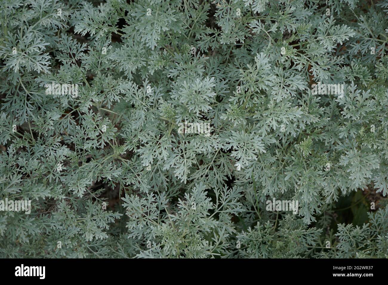 Artemisia absinthium wormwood close up Banque de photographies et d’images à haute résolution ...