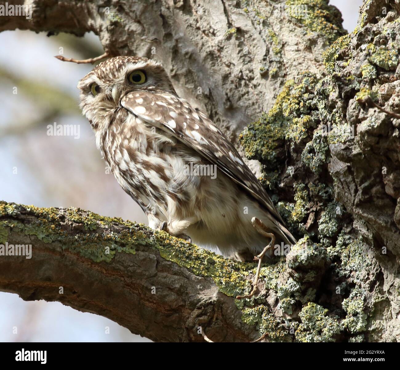 Chouettes Royaume Uni Banque d'image et photos - Alamy