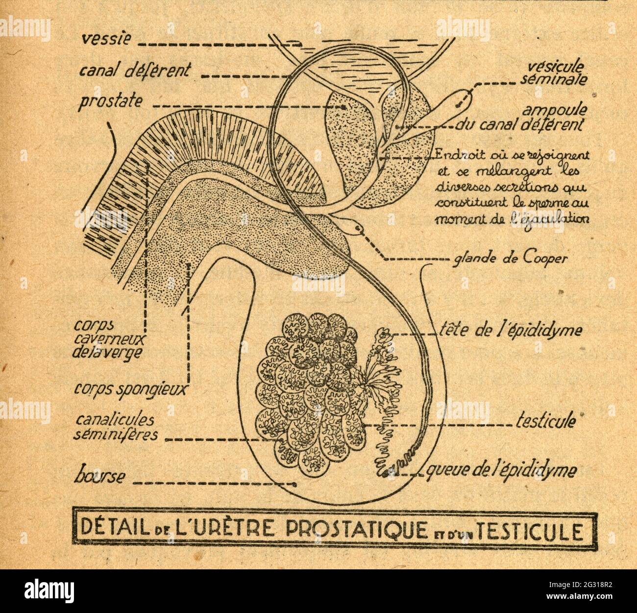 éjaculation Banque de photographies et d’images à haute résolution - Alamy