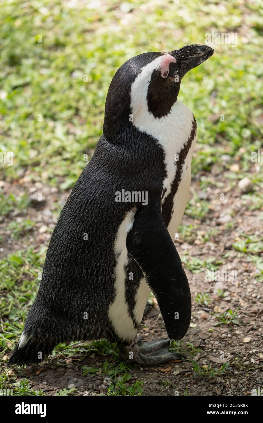 Spheniscidae family Banque de photographies et d’images à haute ...