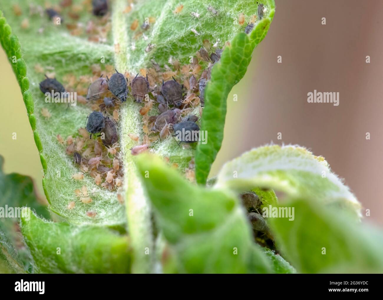 arbre de pomme infesté de pucerons montrant des parasites adultes et ...