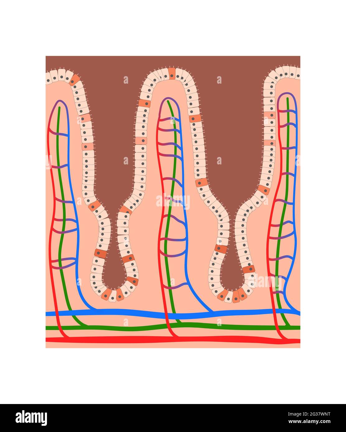 Anatomie des villosités intestinales, cellules épithéliales avec ...