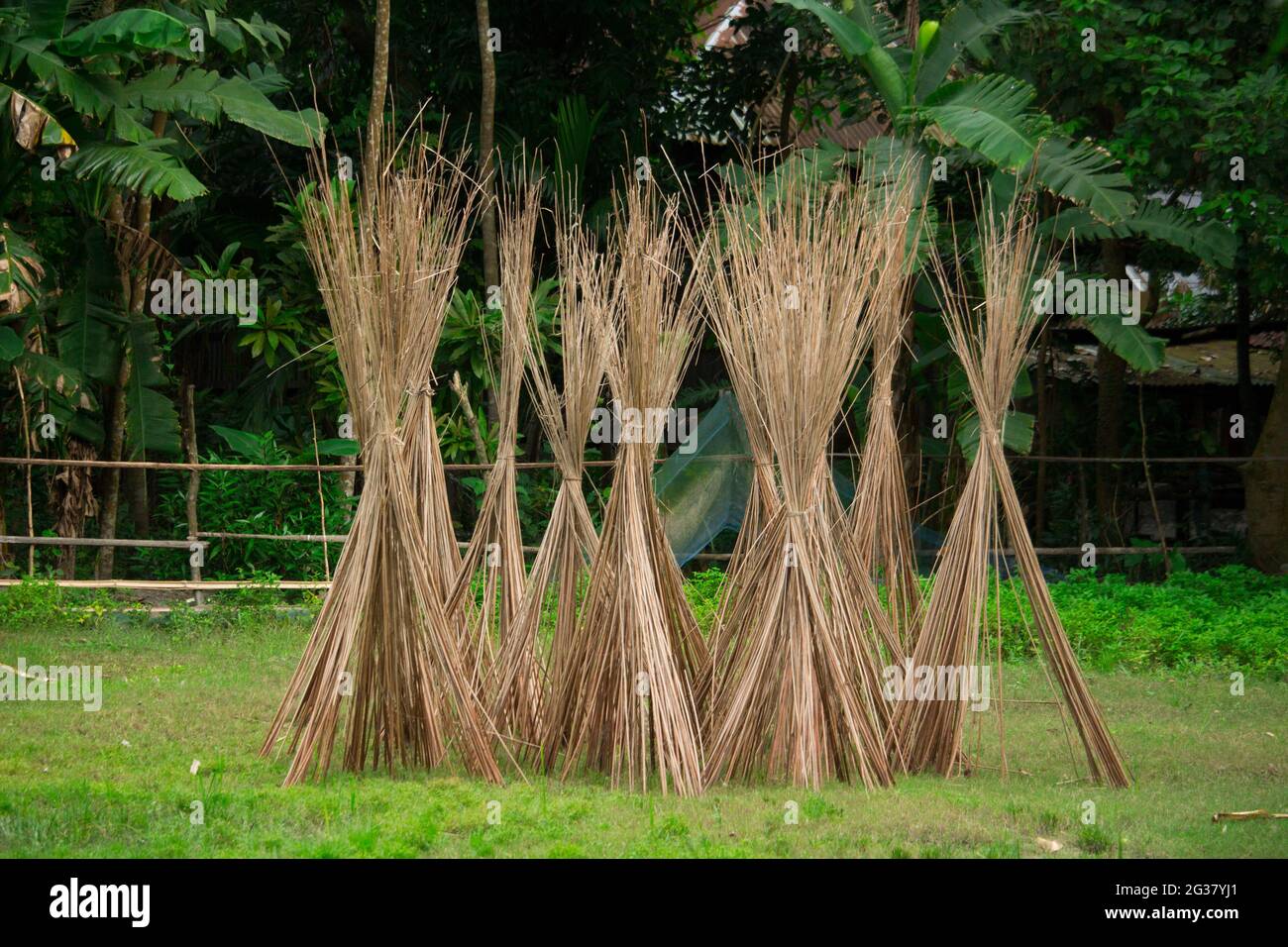 Culture de jute Banque de photographies et d’images à haute résolution ...