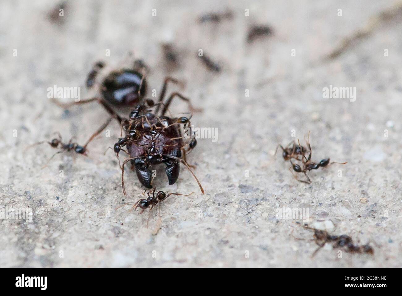 Fourmis noires et rouges Banque de photographies et d’images à haute ...