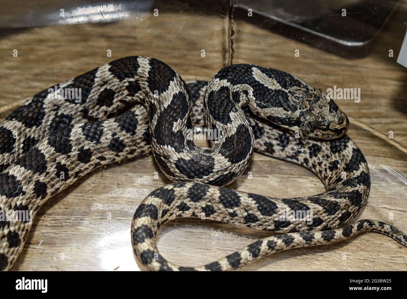 Viper baby Banque de photographies et d’images à haute résolution - Alamy