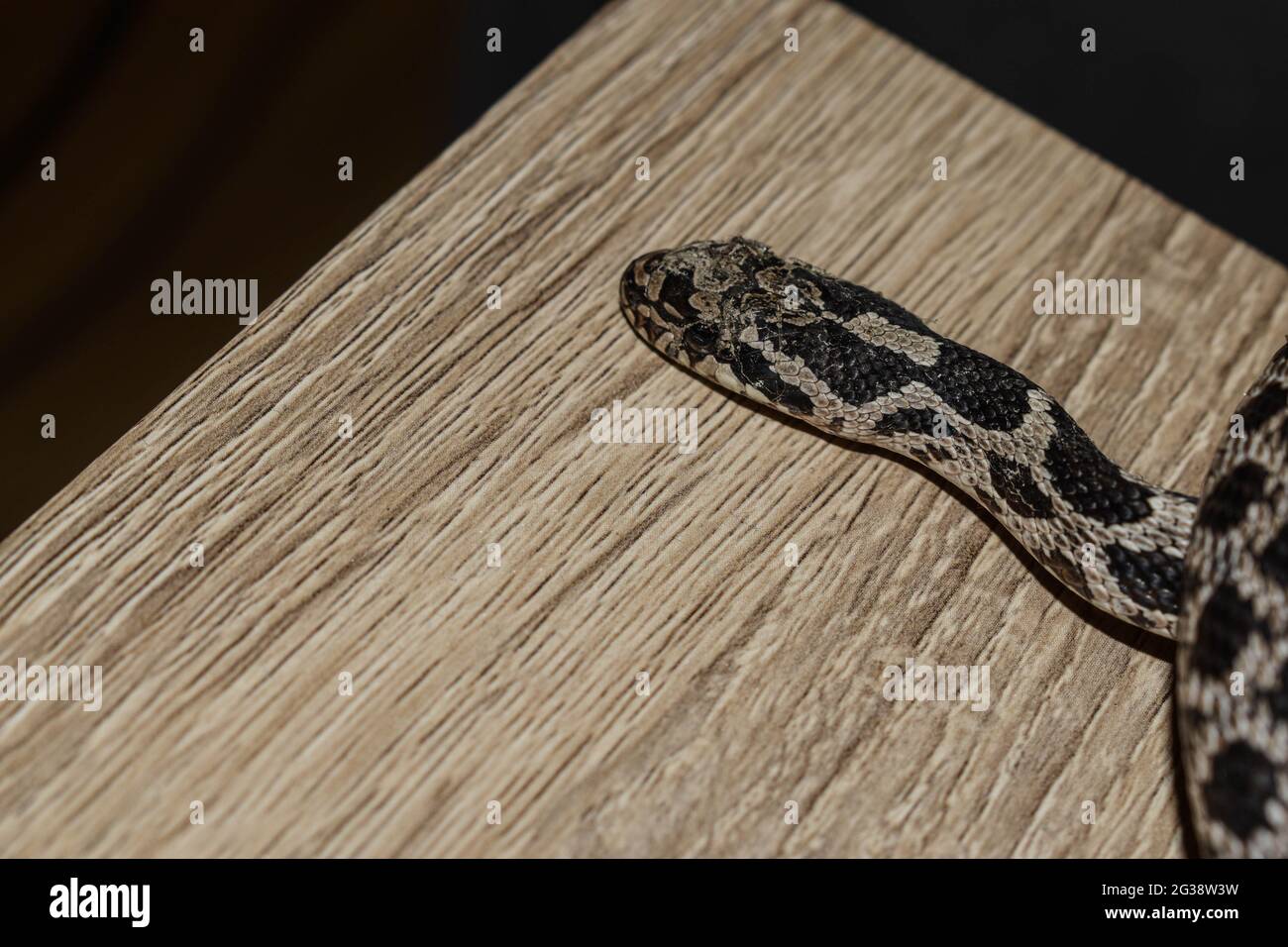 Bébé serpent vert Banque de photographies et d’images à haute ...