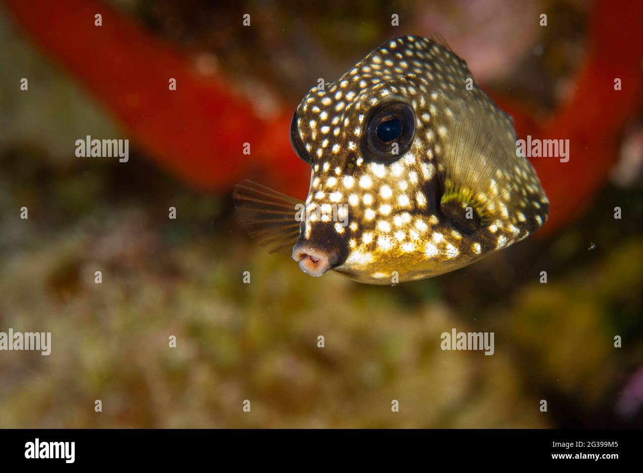 Poisson sous marin cozumel Banque de photographies et d’images à haute ...