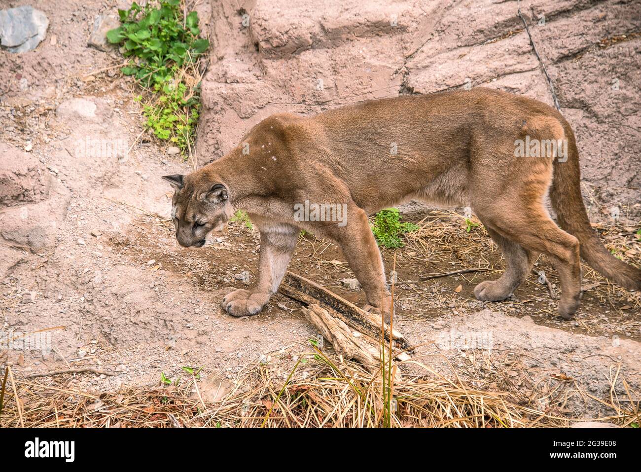 Lion griffe Banque de photographies et d’images à haute résolution - Alamy