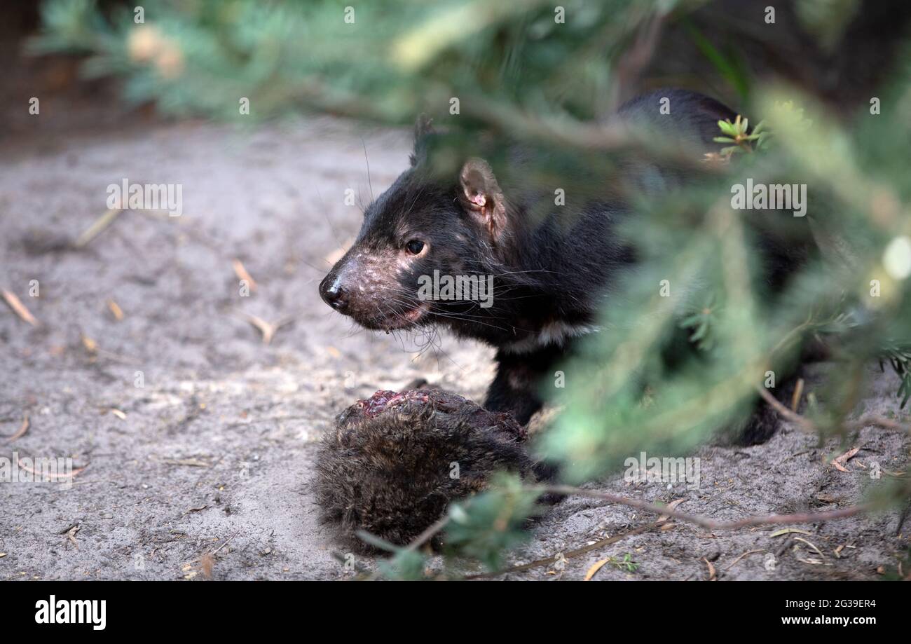 Sarcophilus Harrisii Tasmanian Devil Banque d'image et photos - Alamy