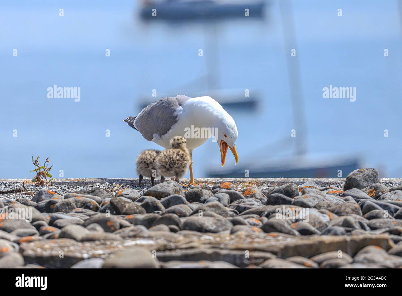 La famille des mouettes Banque de photographies et d’images à haute ...