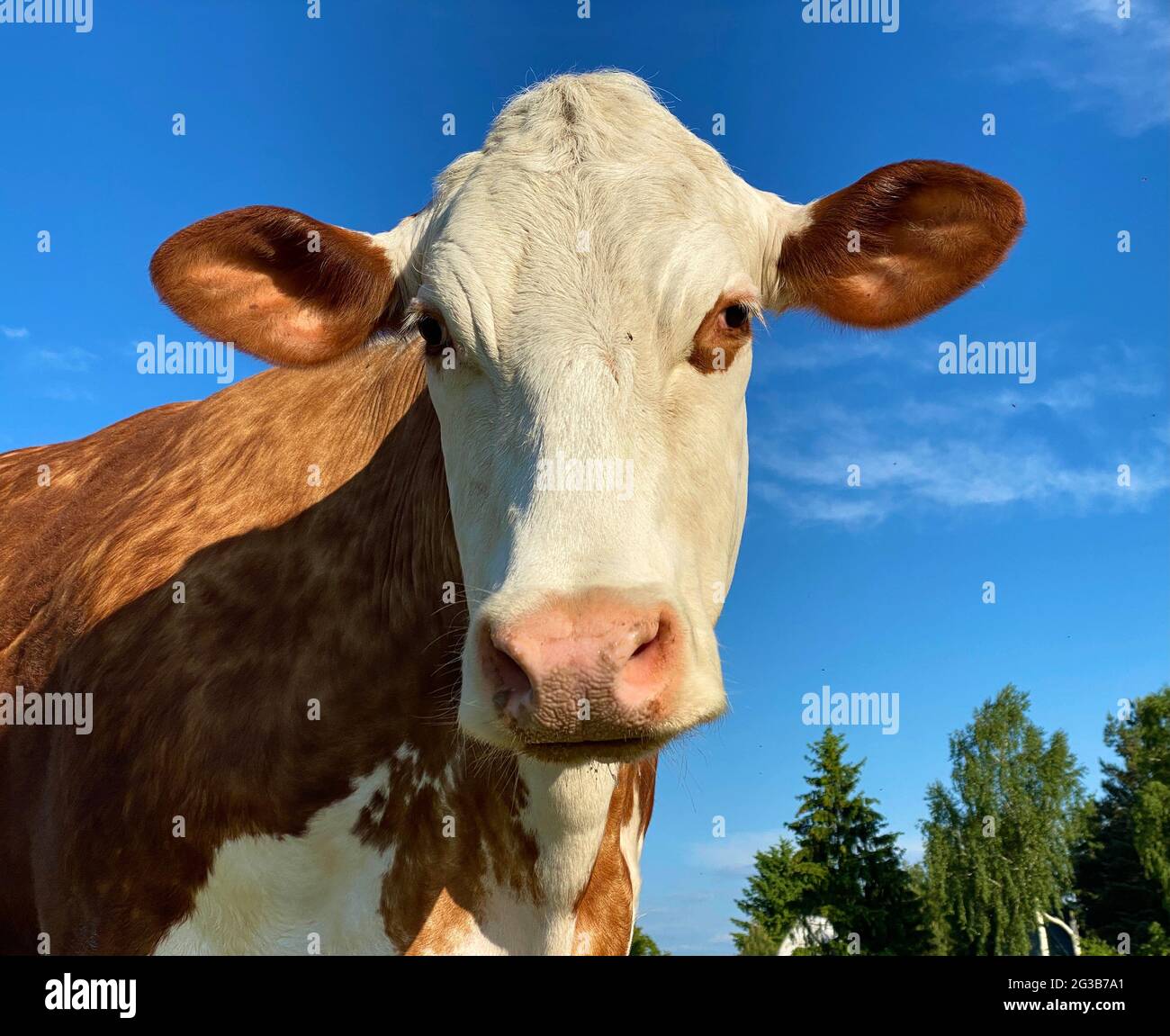 Portrait de vache hereford Banque de photographies et d’images à haute ...