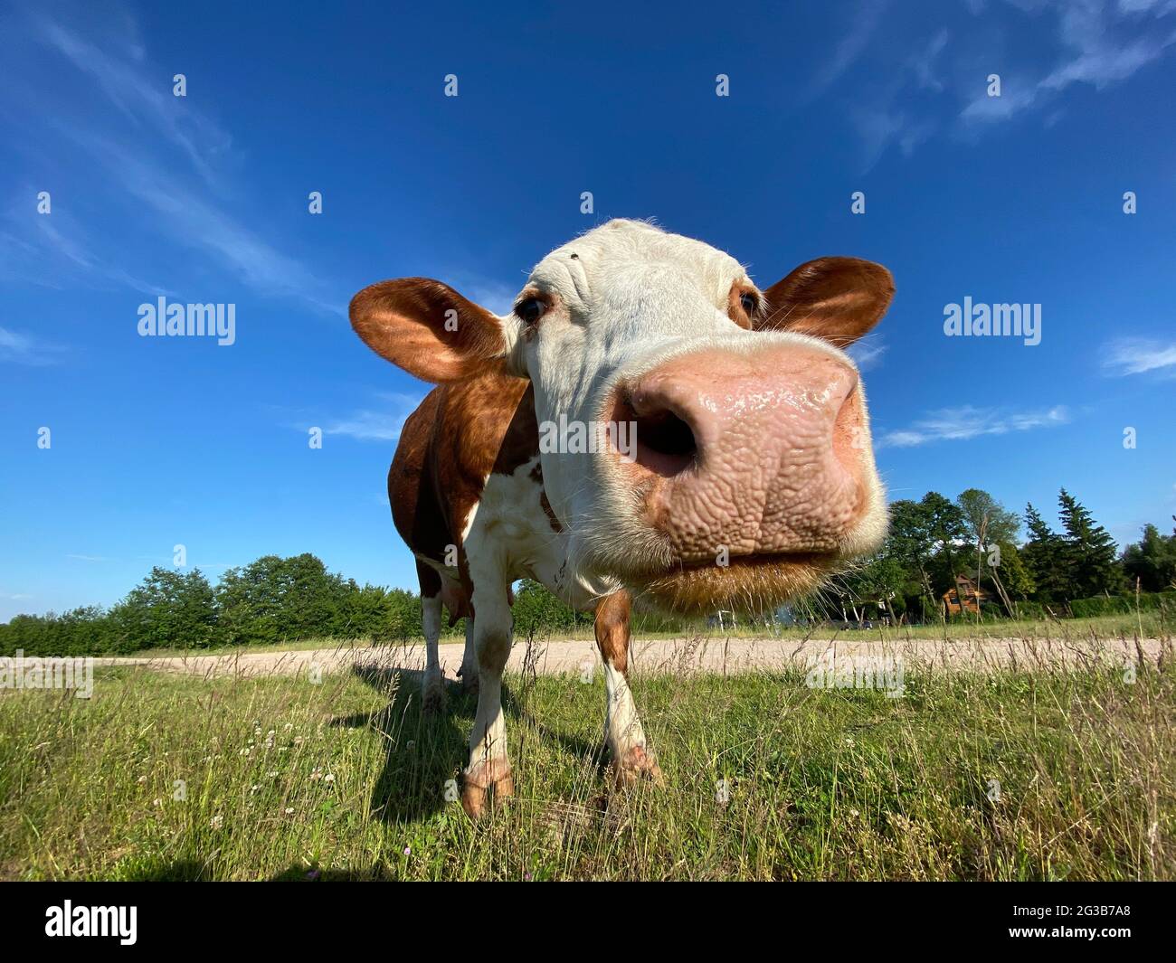 Adorables Photos De Vache