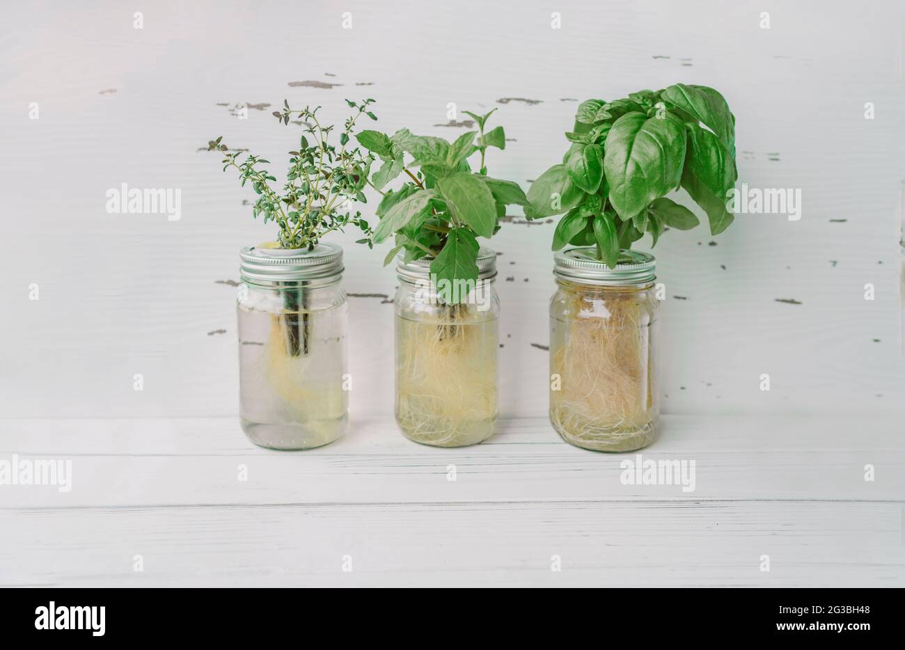 Hydroponique jardinage kratky pots en verre à la maison sur fond blanc ...