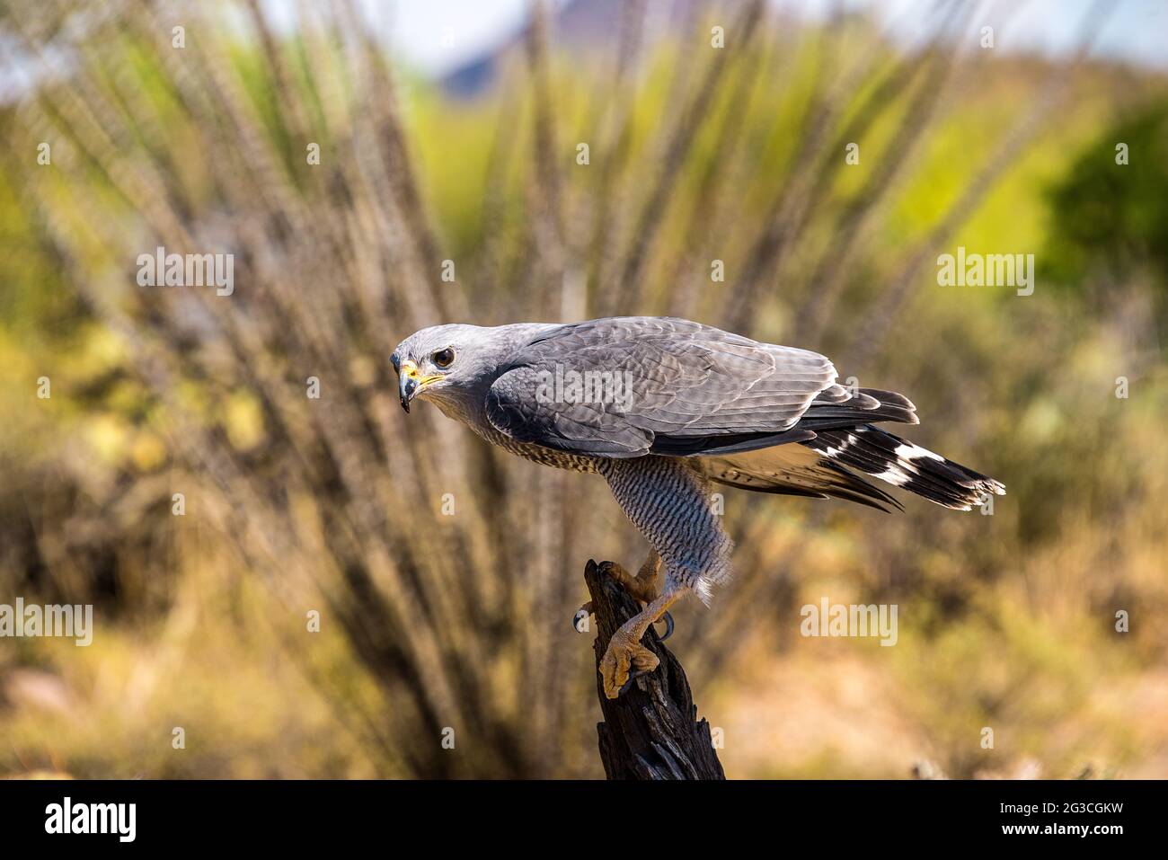 Un faucon gris Photo Stock - Alamy