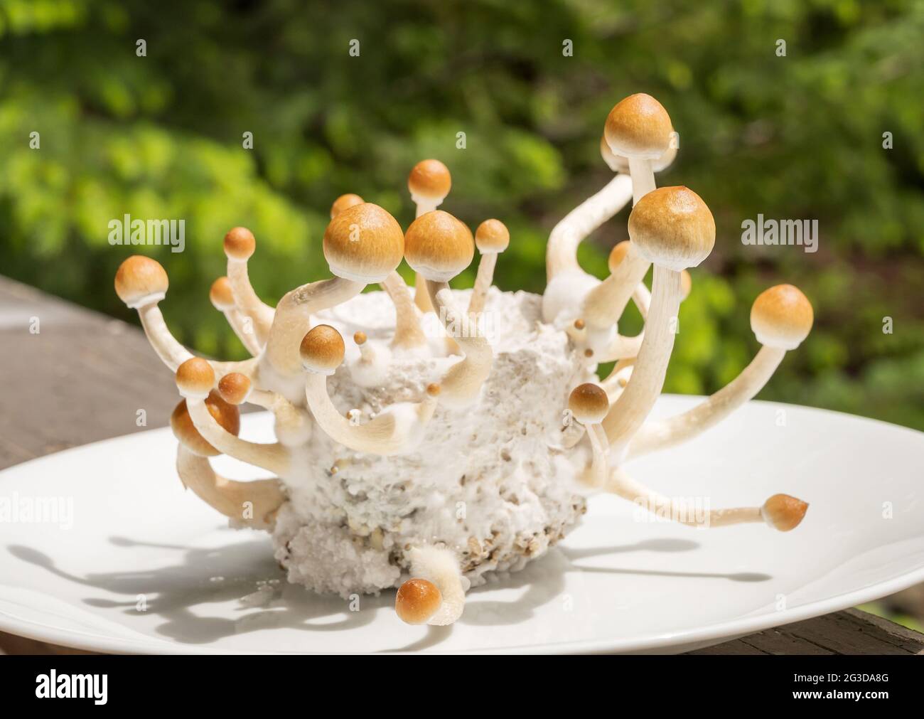 Psilocybin mushroom Banque de photographies et d’images à haute ...