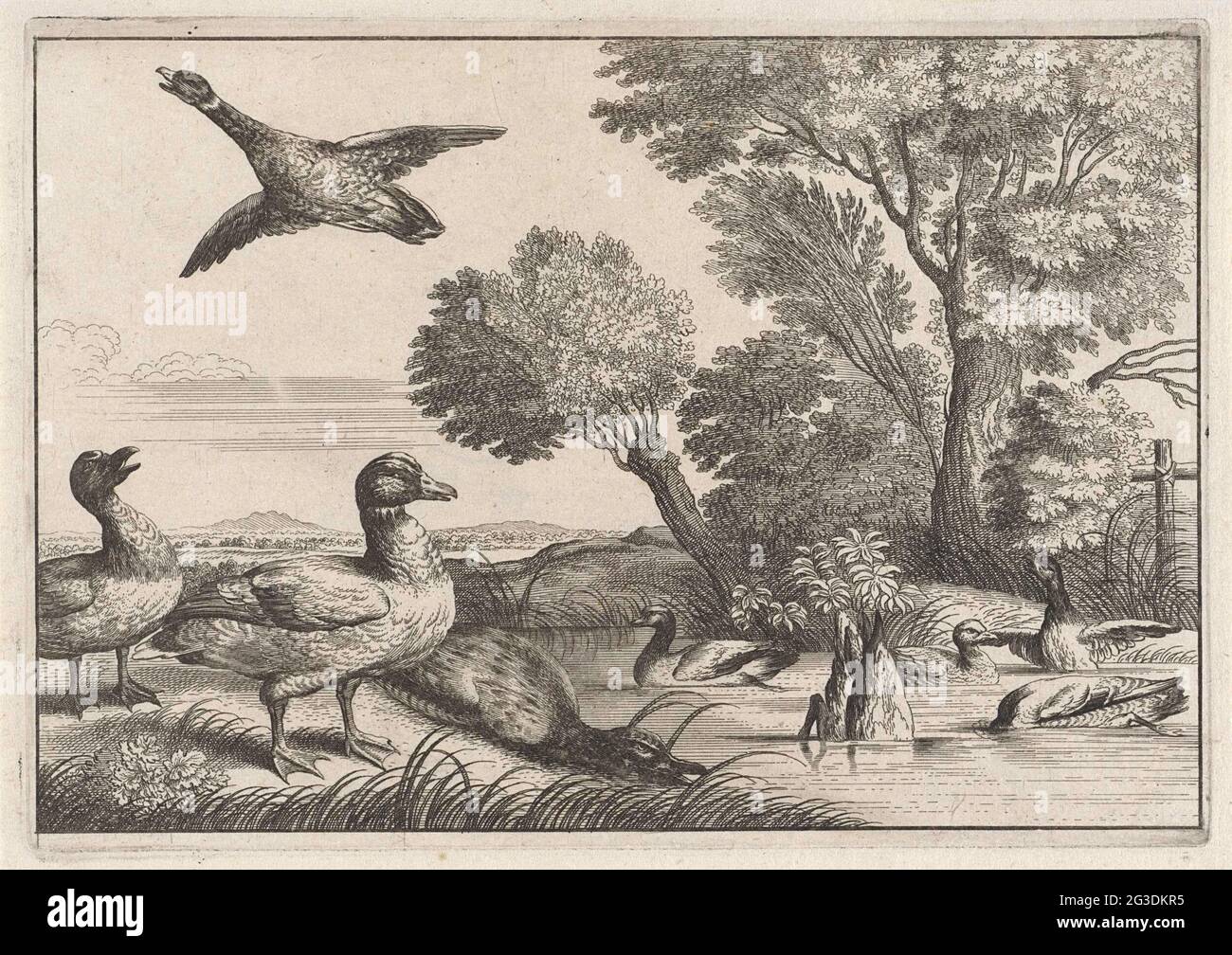 Canards; espèces d'avium de Diversee; oiseaux différents. Différents ...