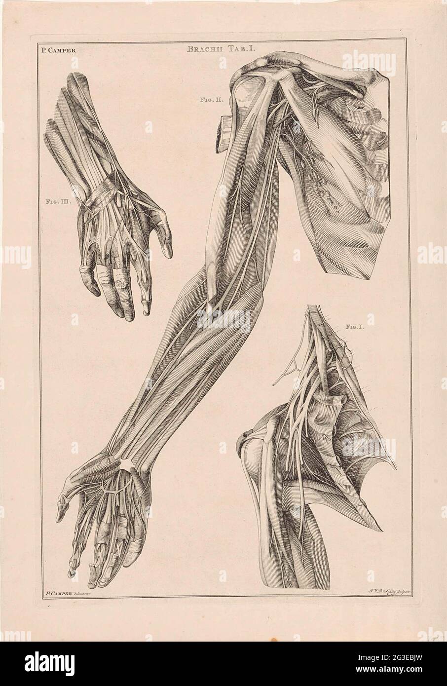 Dessin D'anatomie Du Bras Humain Buy Corps Humain Livre Coloriage: