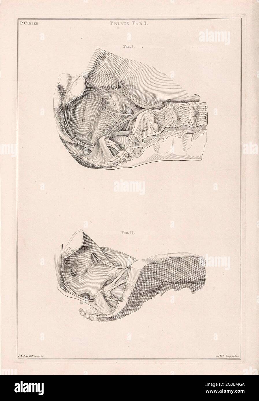 Anatomie du bassin, non numérotée ; onglet Pelvis. I. ; Anatomie de ...