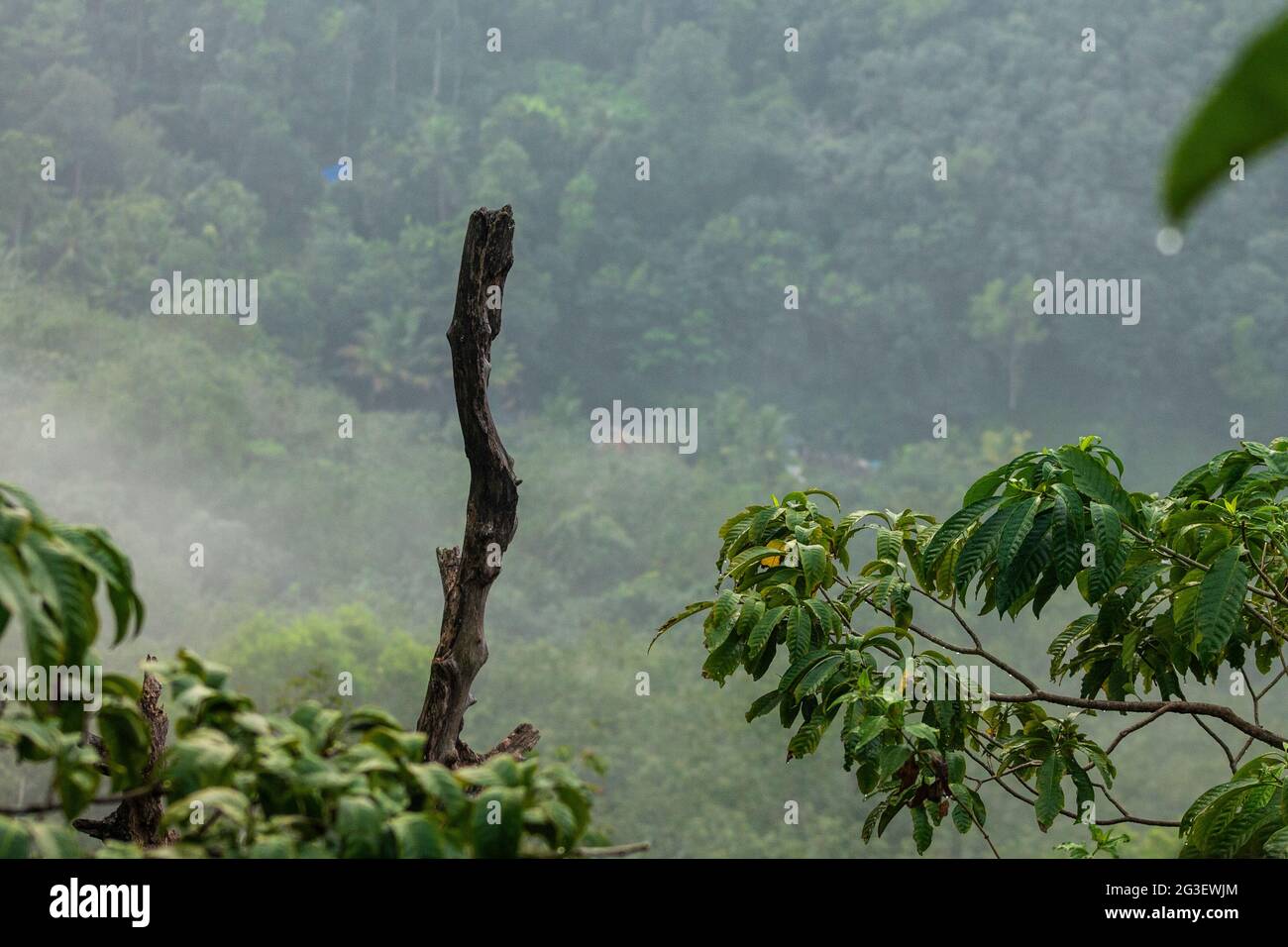 Arbre sec Banque de photographies et d’images à haute résolution - Alamy