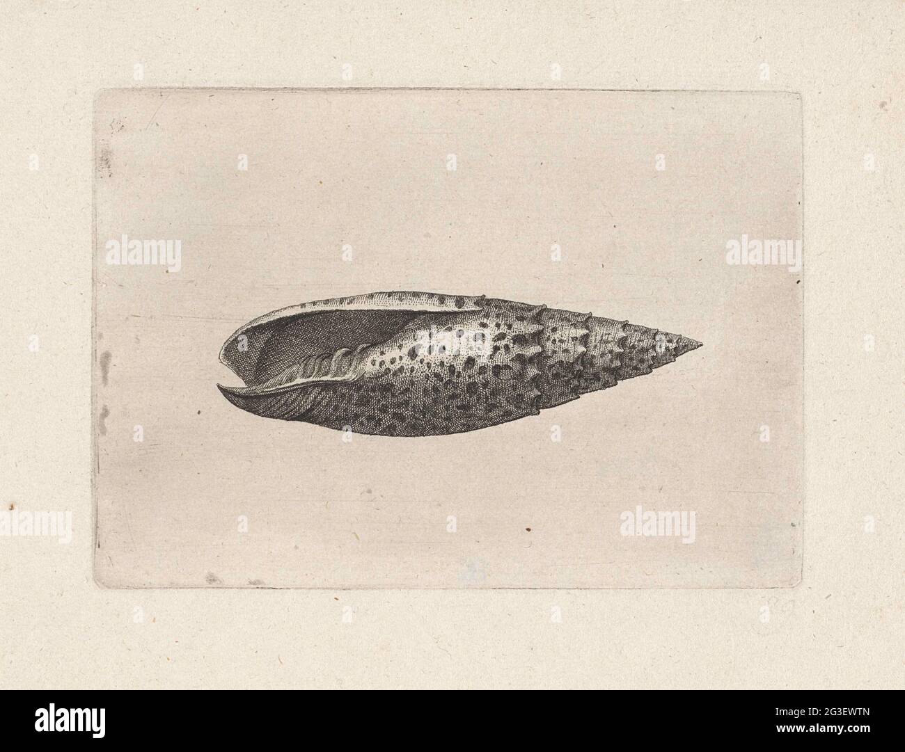 Mitra papalis Banque de photographies et d’images à haute résolution ...