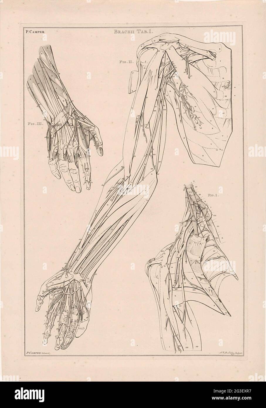 Anatomie numérotée du bras, de la main et de l'épaule ; onglet Brachii ...