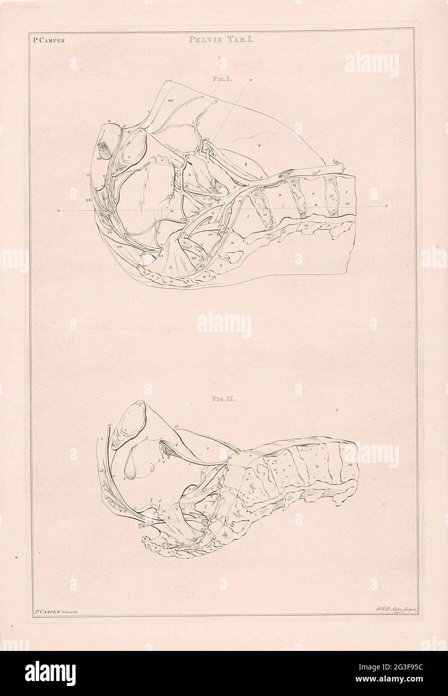 Anatomie du bassin, avec des nombres ; onglet Pelvis. I. ; Anatomie de ...