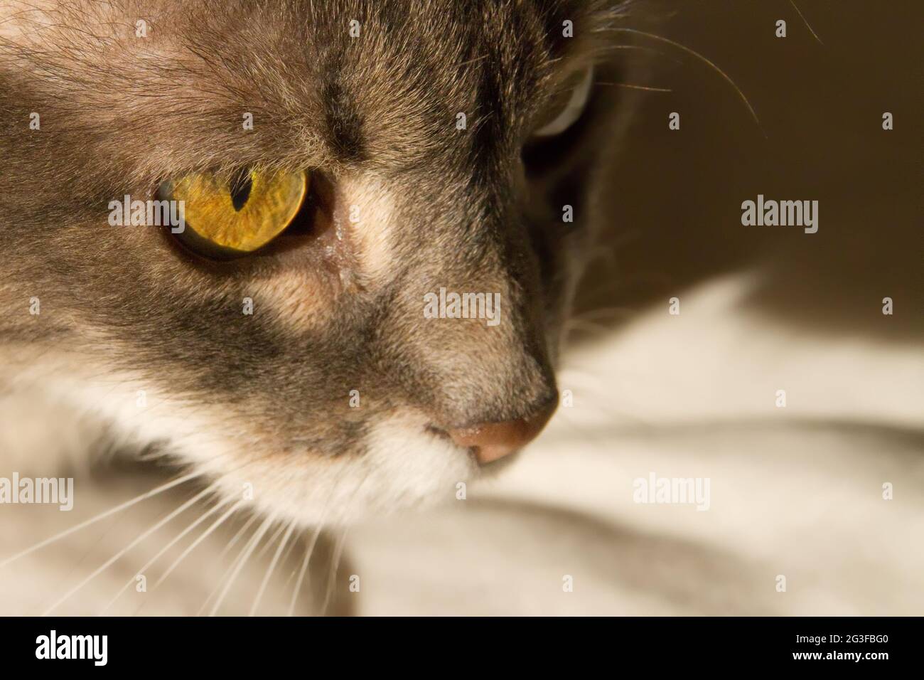 Yeux de chat effrayants Banque de photographies et d’images à haute ...