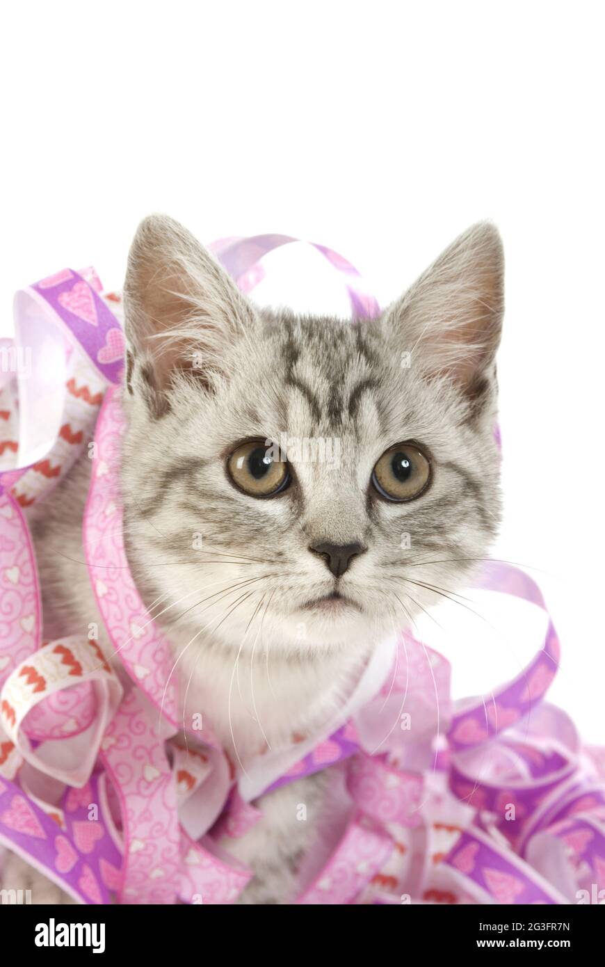 Chat masculin Banque de photographies et d’images à haute résolution ...