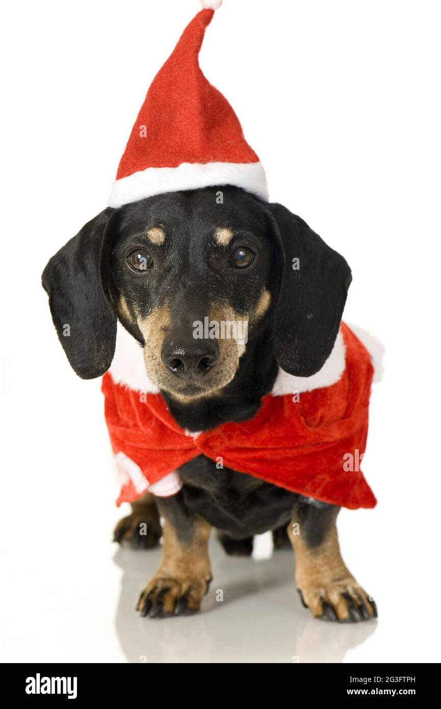 Teckel noel Banque de photographies et d’images à haute résolution - Alamy