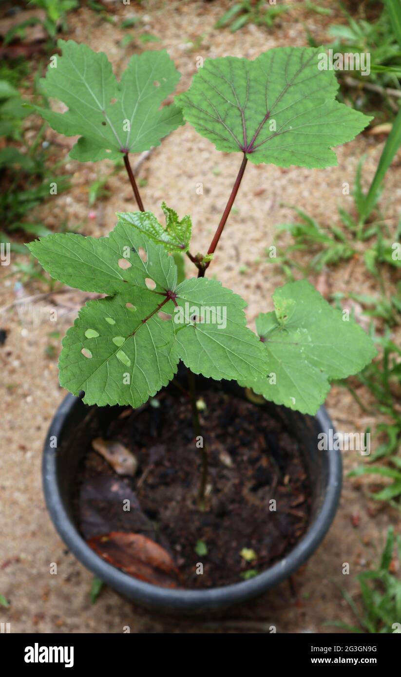 Plante de doigt Banque de photographies et d’images à haute résolution ...