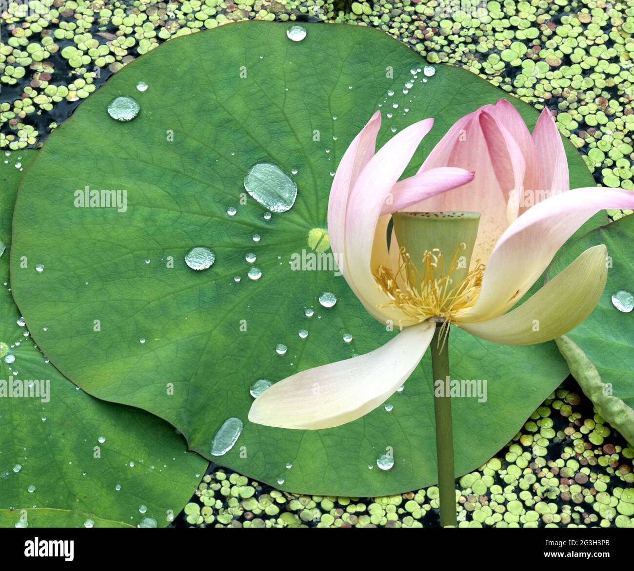 Lys bleu sacré Banque de photographies et d’images à haute résolution ...