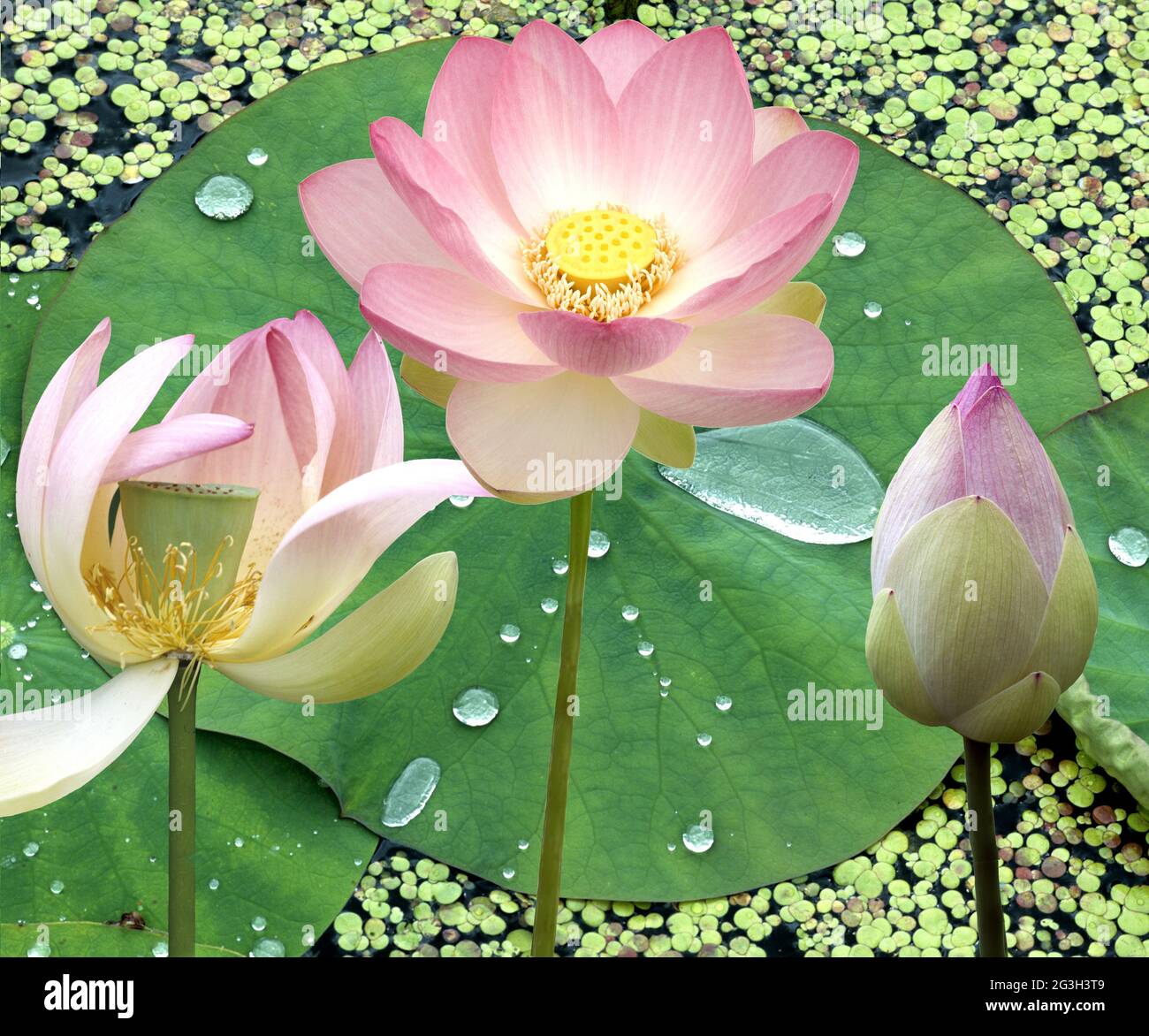 Lys bleu sacré Banque de photographies et d’images à haute résolution ...