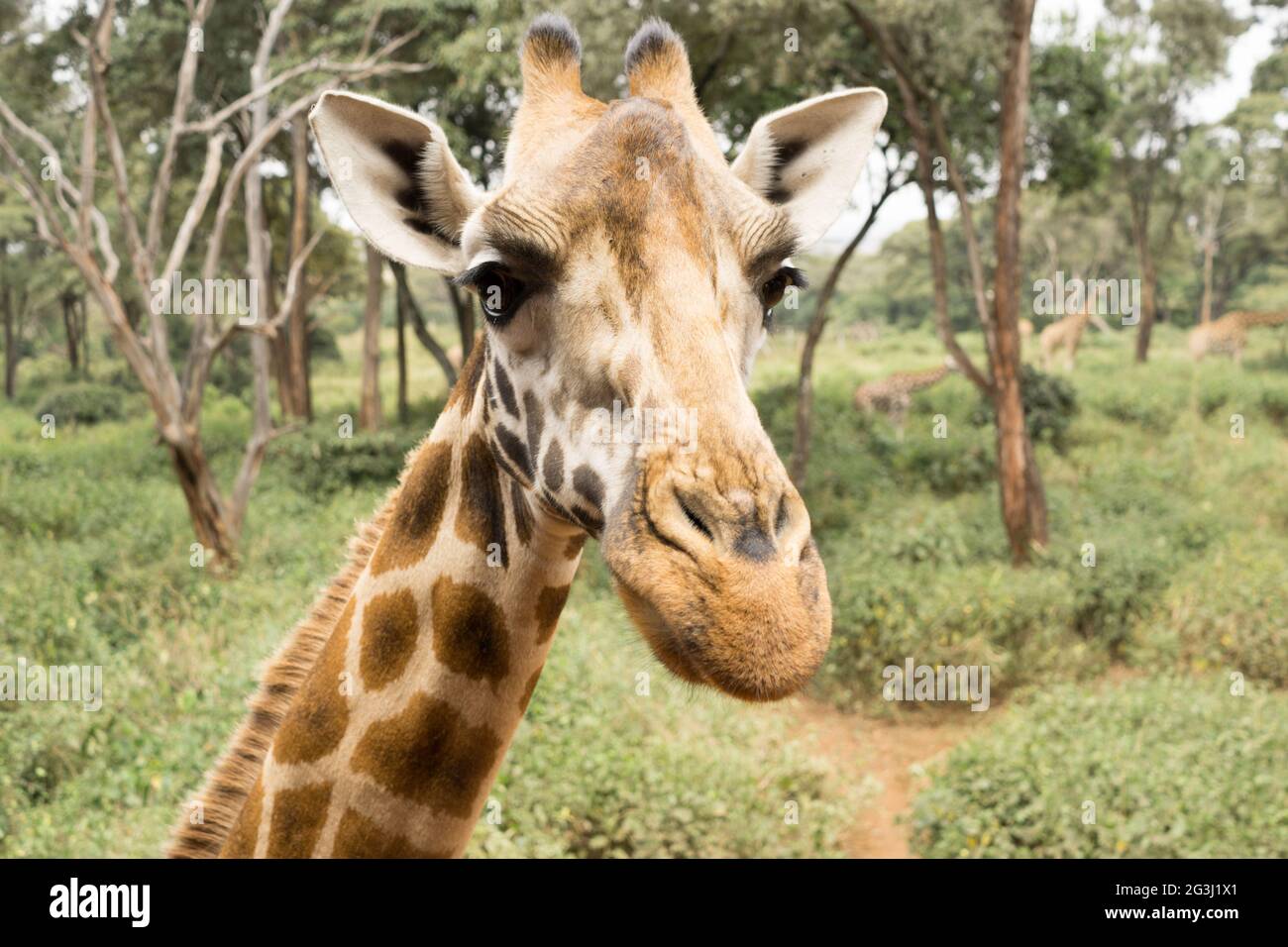 Portrait of a giraffe Banque de photographies et d’images à haute ...