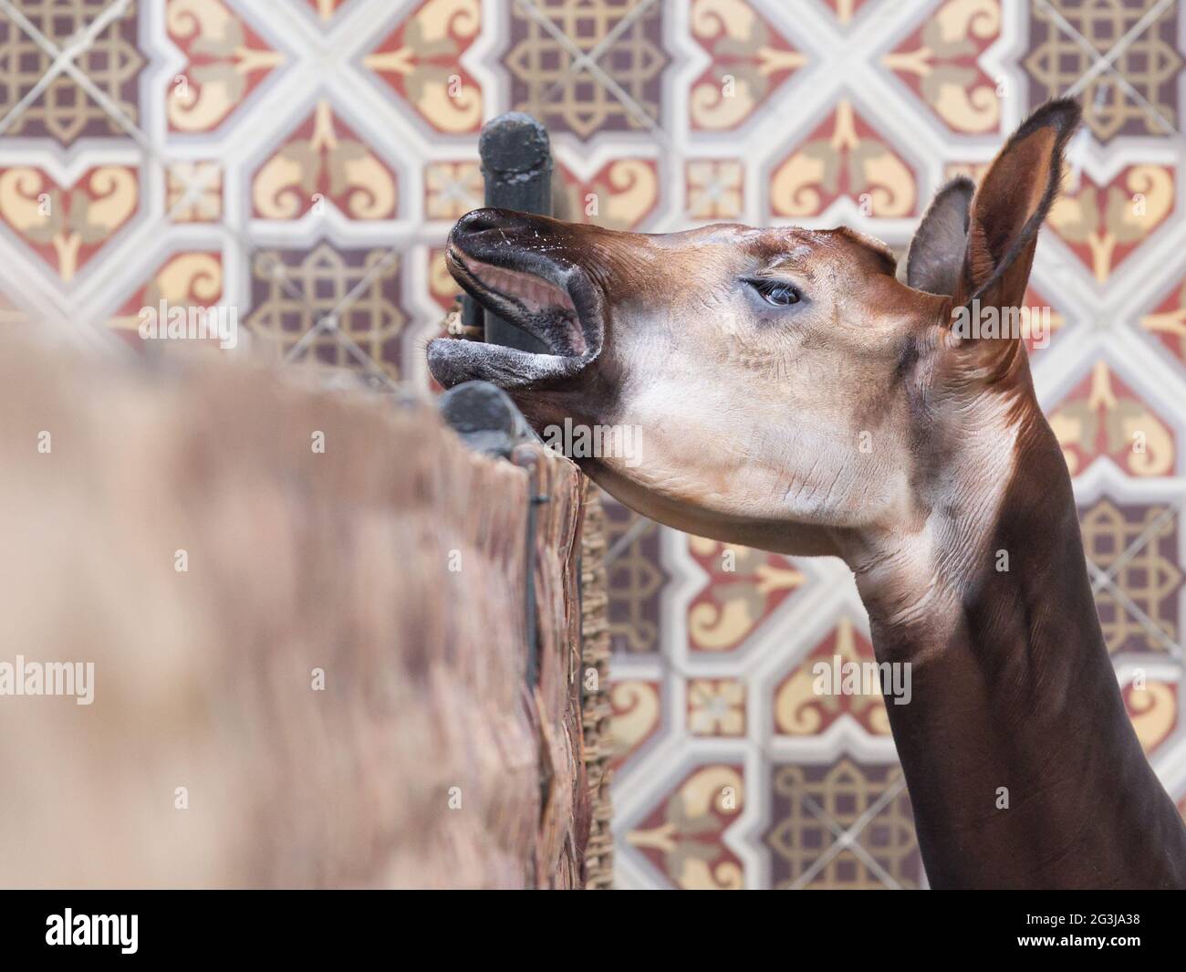 Okapi tongue Banque de photographies et d’images à haute résolution - Alamy