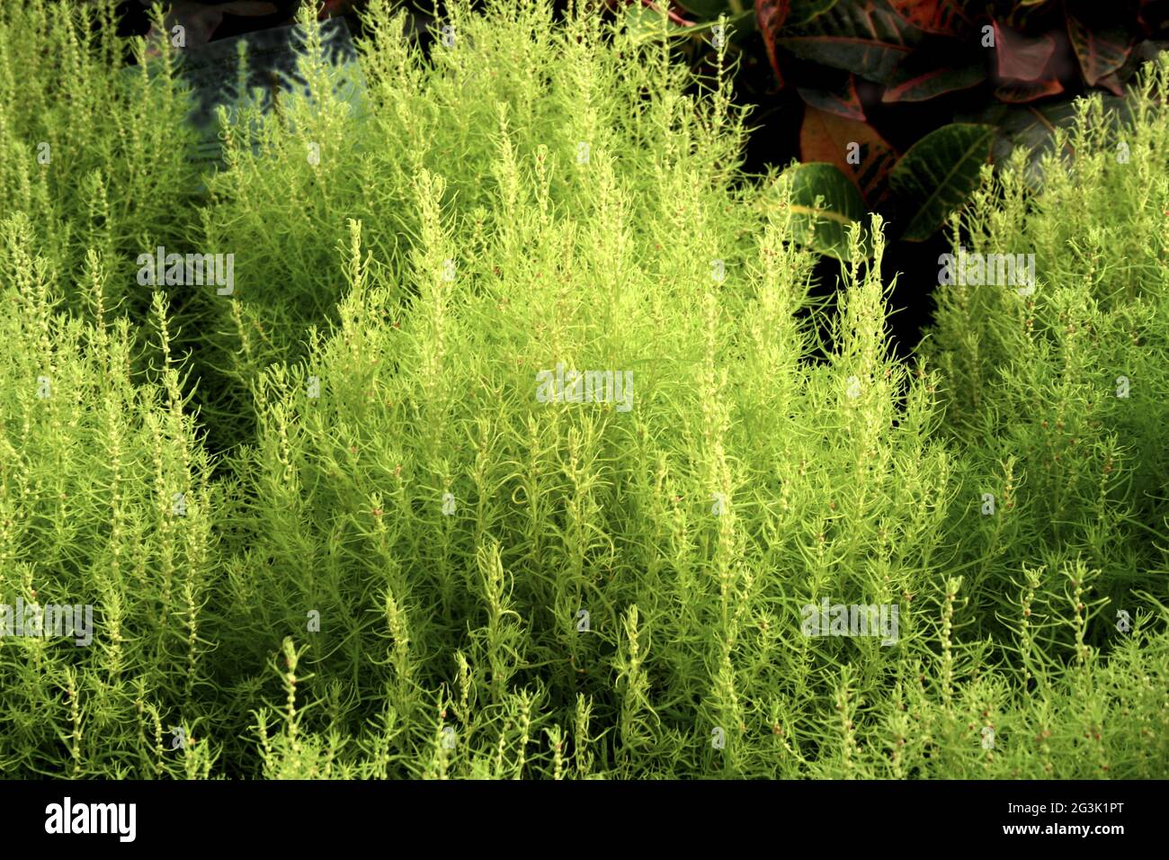 Feuillage vert Banque de photographies et d’images à haute résolution ...