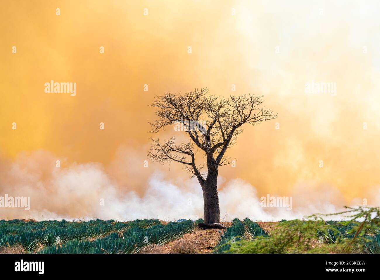 Défricher la terre Banque de photographies et d’images à haute ...