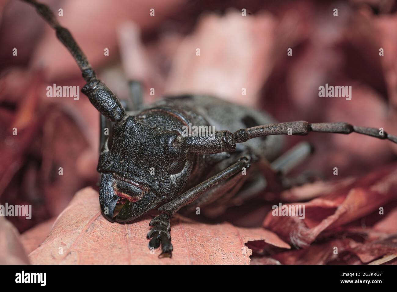 Photo macro d'un insecte noir avec de longues antennes, piquant des ...