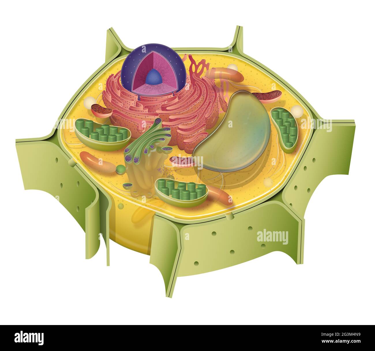 Schema Des Composants De Cellules Vegetales Illustration Image Images