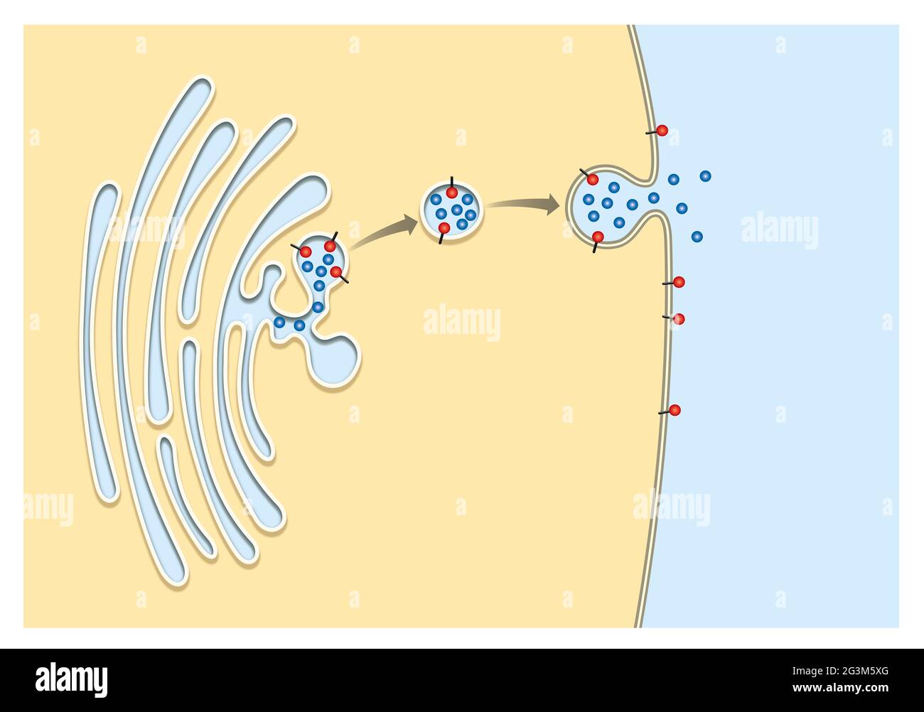 Transport du plasma et du sang Banque de photographies et d’images à ...