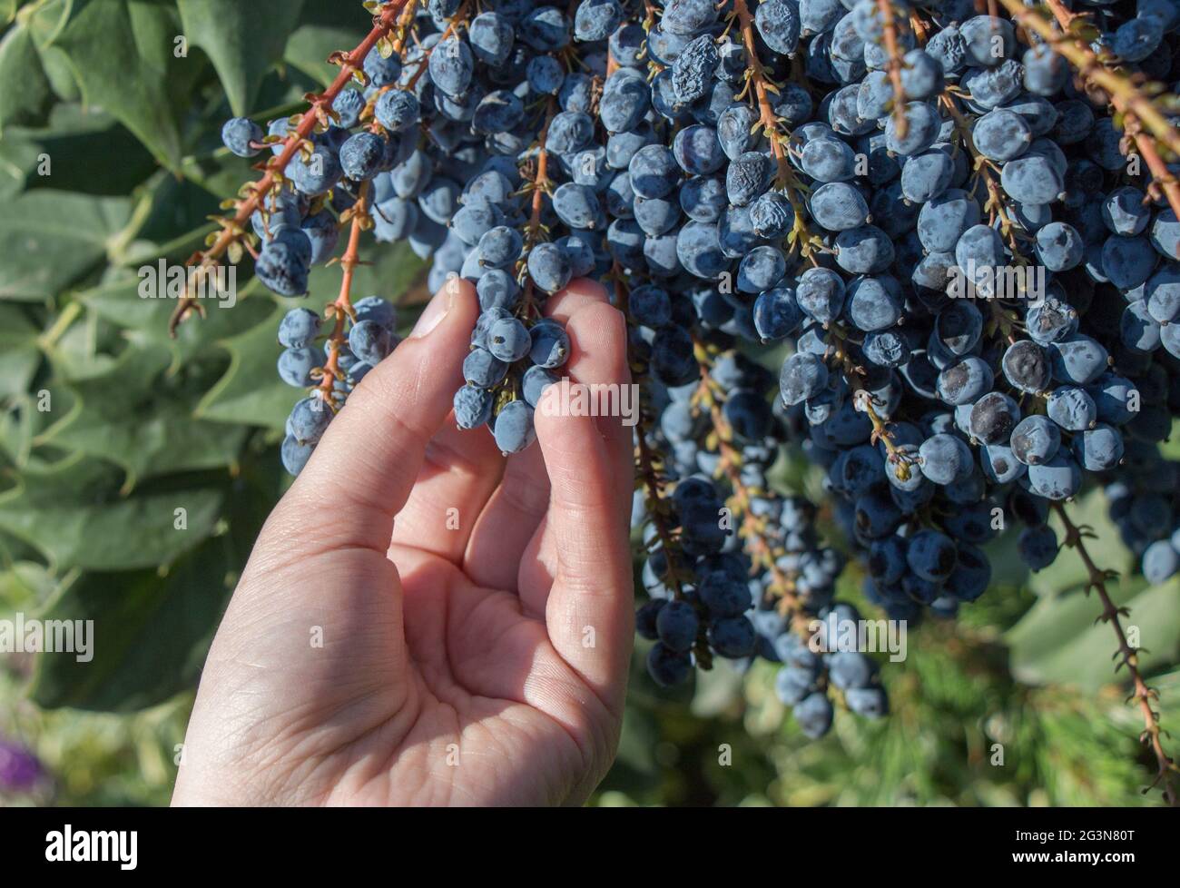 Fruit sauvage Banque de photographies et d’images à haute résolution ...