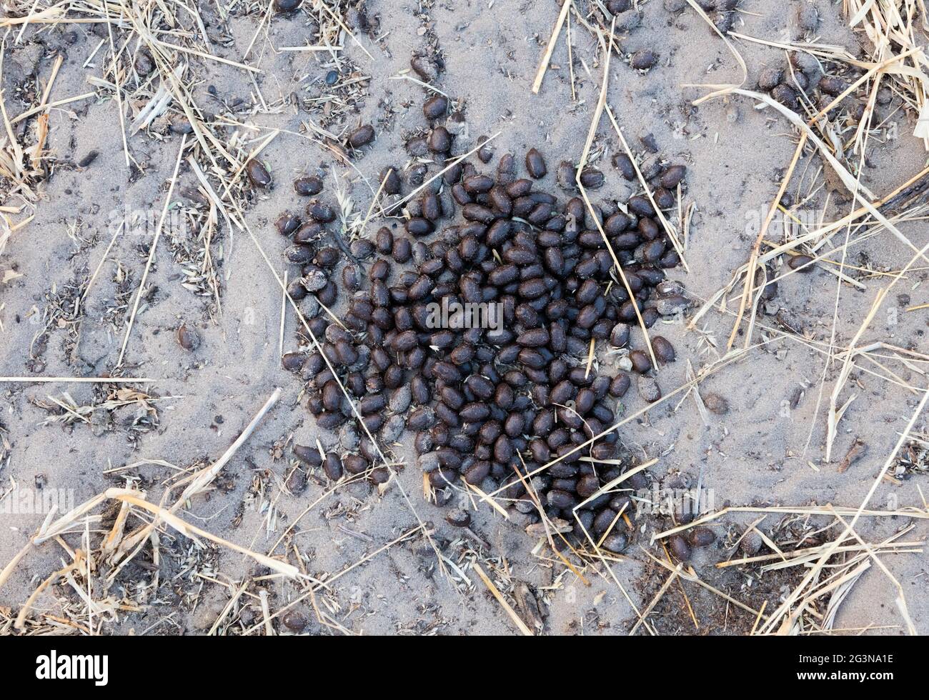 Crottes D'animaux Banque d'image et photos - Alamy