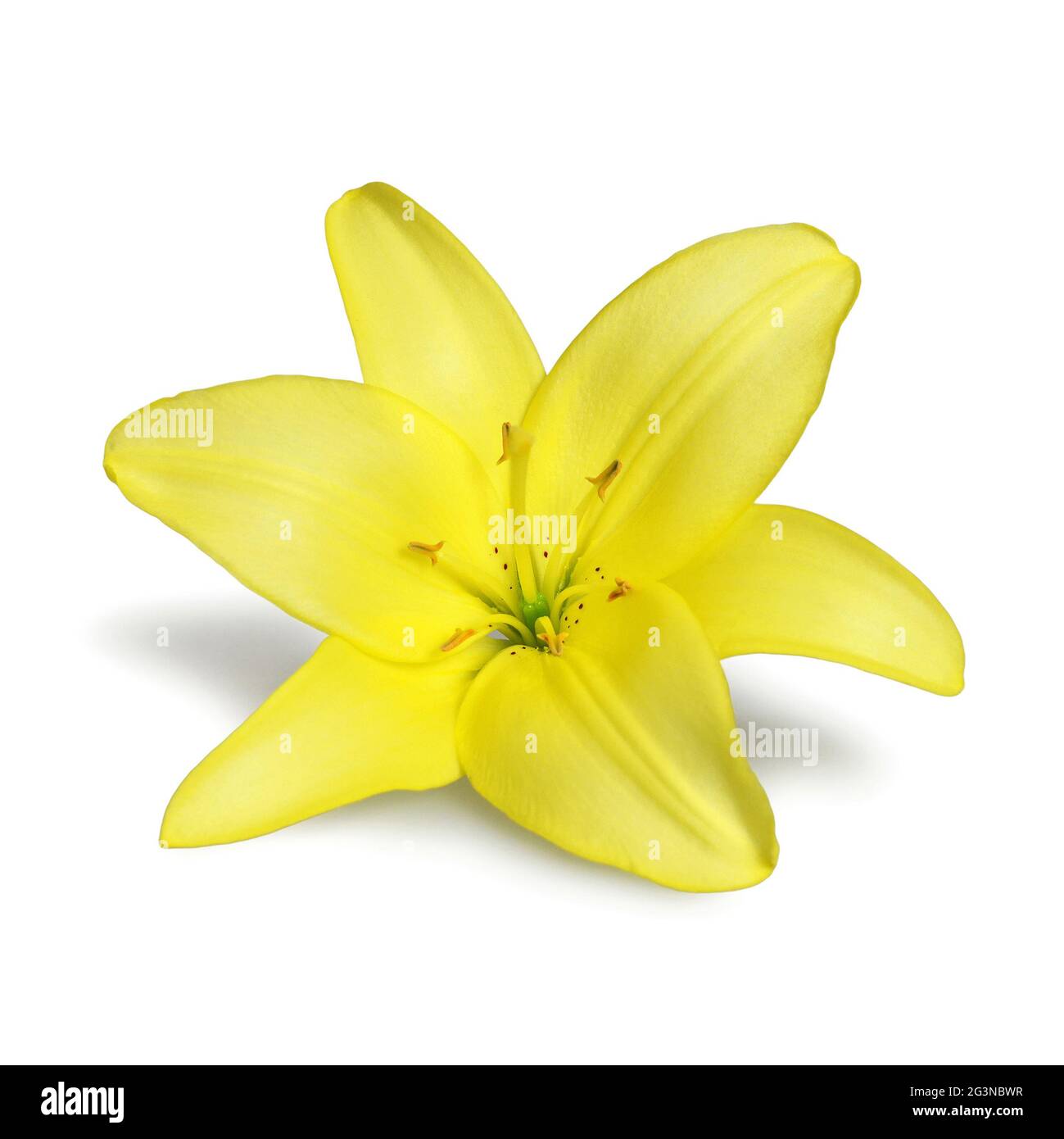 Fleur de lys jaune Banque d'images détourées - Alamy