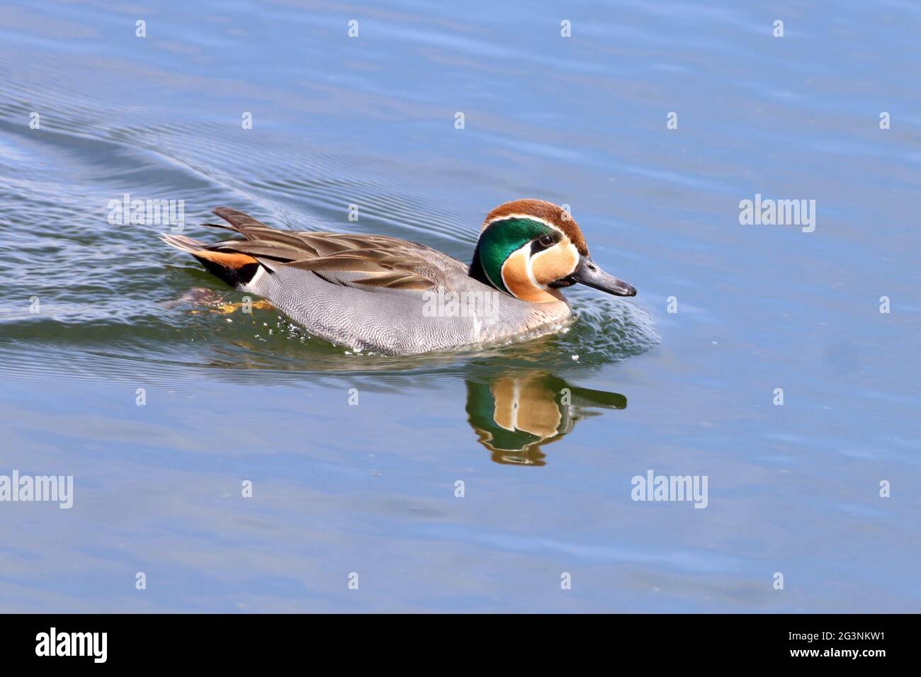 Sarcelle de baïkal Banque de photographies et d’images à haute ...