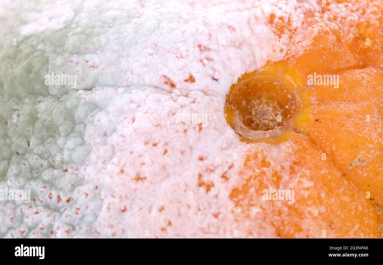 Orange Pourrie Banque d'image et photos - Alamy